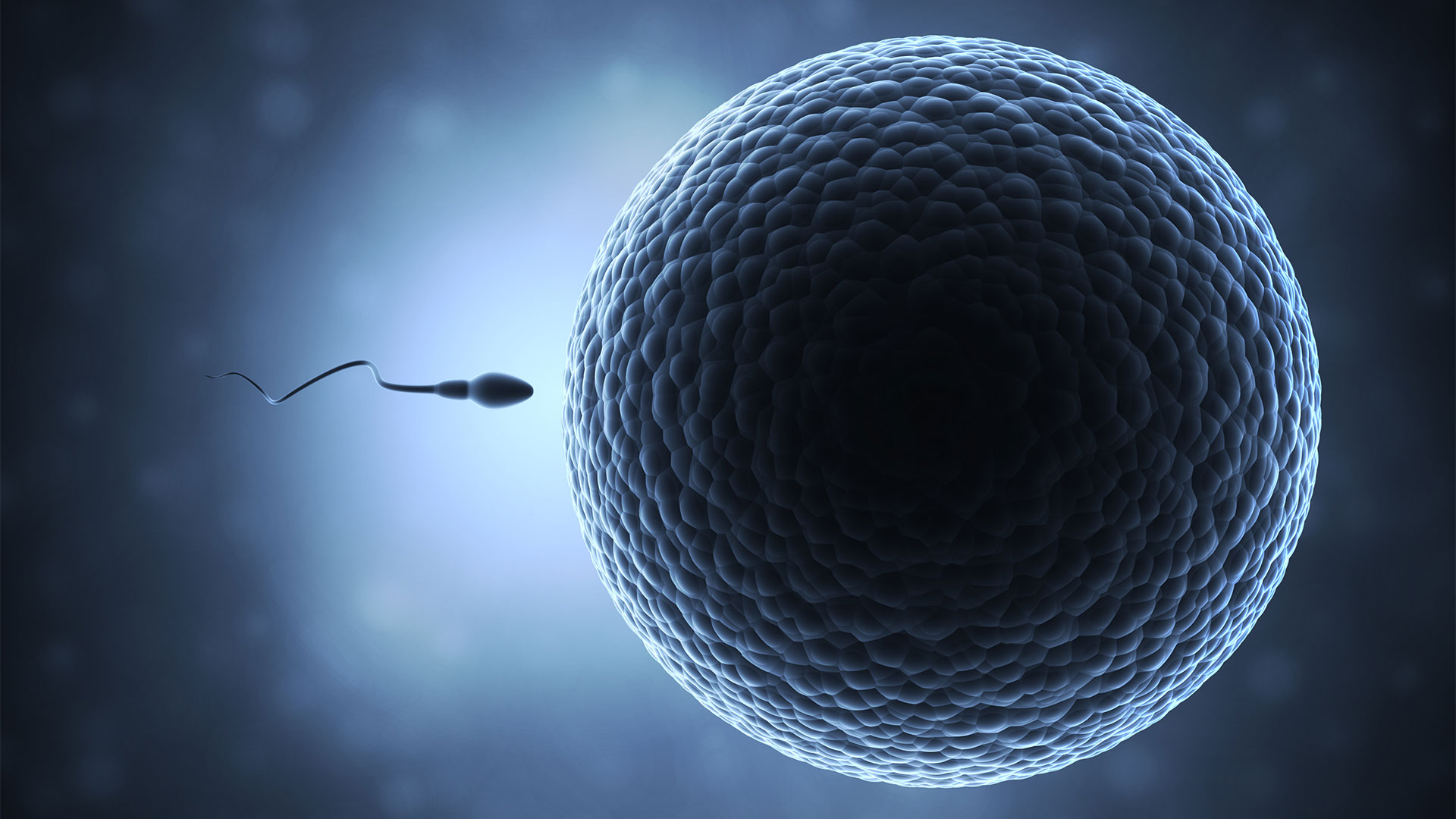 Vedci opäť uspeli: Ľudské vajíčka môžu dozrievať aj v laboratóriu, už ...