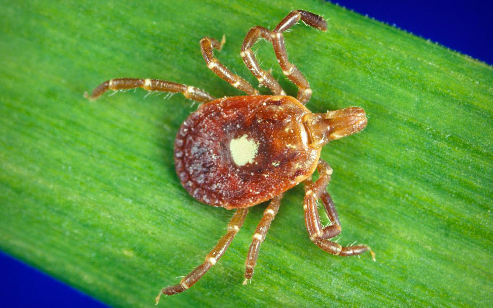 Kliešť americký: Jedno uhryznutie a prichádza zvláštna alergia!